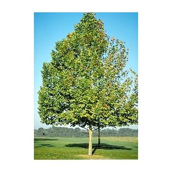Amazon.com : American Sycamore. Tree 100 + Seeds From Indiana. 2018 ...