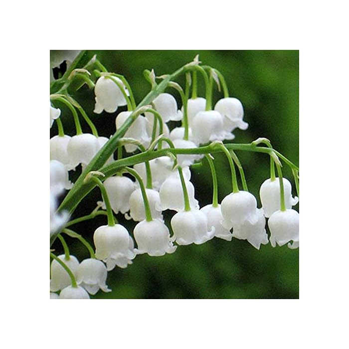 Lily Of The Valley Seeds Home Depot at Zona Carlson blog