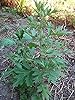 Japanese Mugwort - Yomogi (Artemisia princeps) 100mg Seeds for Planting ...