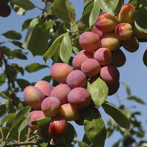Pflaumenbaum, Pflaume ‘Queen Victoria’, Prunus domestica AKTION ...
