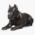 Amazon.com - Cane Corso Vinyl Waterproof Sticker Decal Car Laptop Wall ...