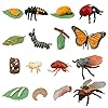 TOYMANY 16PCS Insect Figurines Life Cycle of Monarch Butterfly,Honey ...