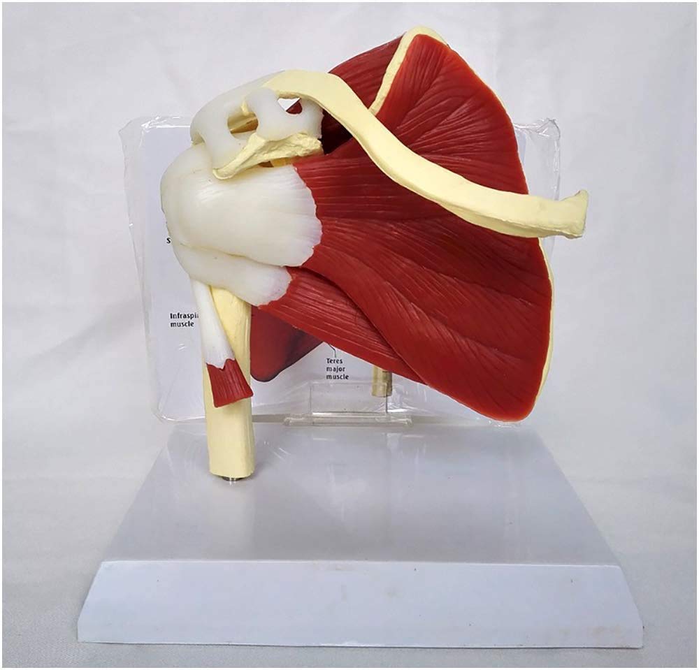 buy-lbylyh-shoulder-joint-model-human-shoulder-joint-with-muscle
