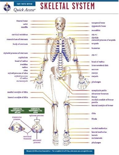 Skeletal System - REA's Quick Access Reference Chart (Quick Access ...