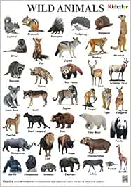Buy Wild Animals Chart Book Online at Low Prices in India | Wild ...