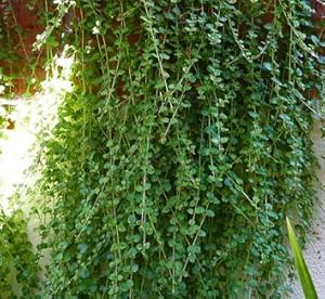 Indian Mint Satureia douglasii mint scented trailing herb basket plant ...