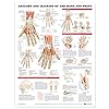 Anatomy and Injuries of The Hand and Wrist Anatomical Chart in Bahrain ...