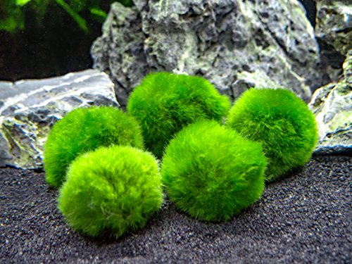 Aquatic Arts 5 Marimo Moss Balls - Small/Nano Aquarium Ball Set. Unique ...