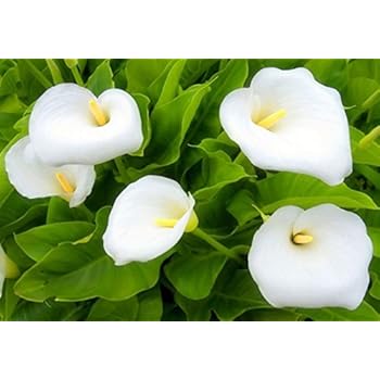 Amazon.com : Giant White Calla Lily Bulbs : Garden & Outdoor