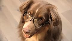 Amazon.com : Doggles ILS Medium Leopard and Smoke Lens : Pet Sunglasses ...