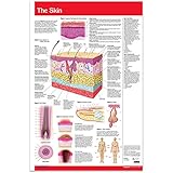 Amazon.com: Skin Care Chart - 2 - Sided Laminated - Quick Reference ...