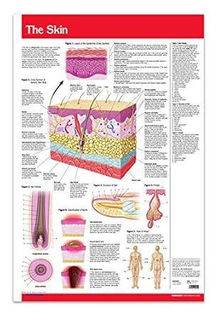 Amazon.com: Skin Chart - Human Skin Guide - 24" x 36" Laminated Poster ...