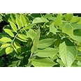 Amazon.com : Daun Gamal - Gliricidia sepium Dried Leaf (80 Gram ...