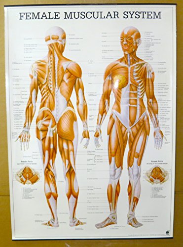 Female Muscular System Chart: Amazon.com: Industrial & Scientific