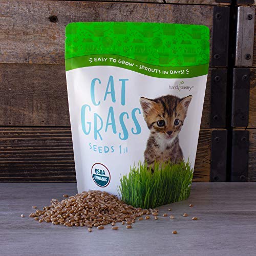 Certified Organic Cat Grass Seeds by Handy Pantry - Non-GMO Wheatgrass ...