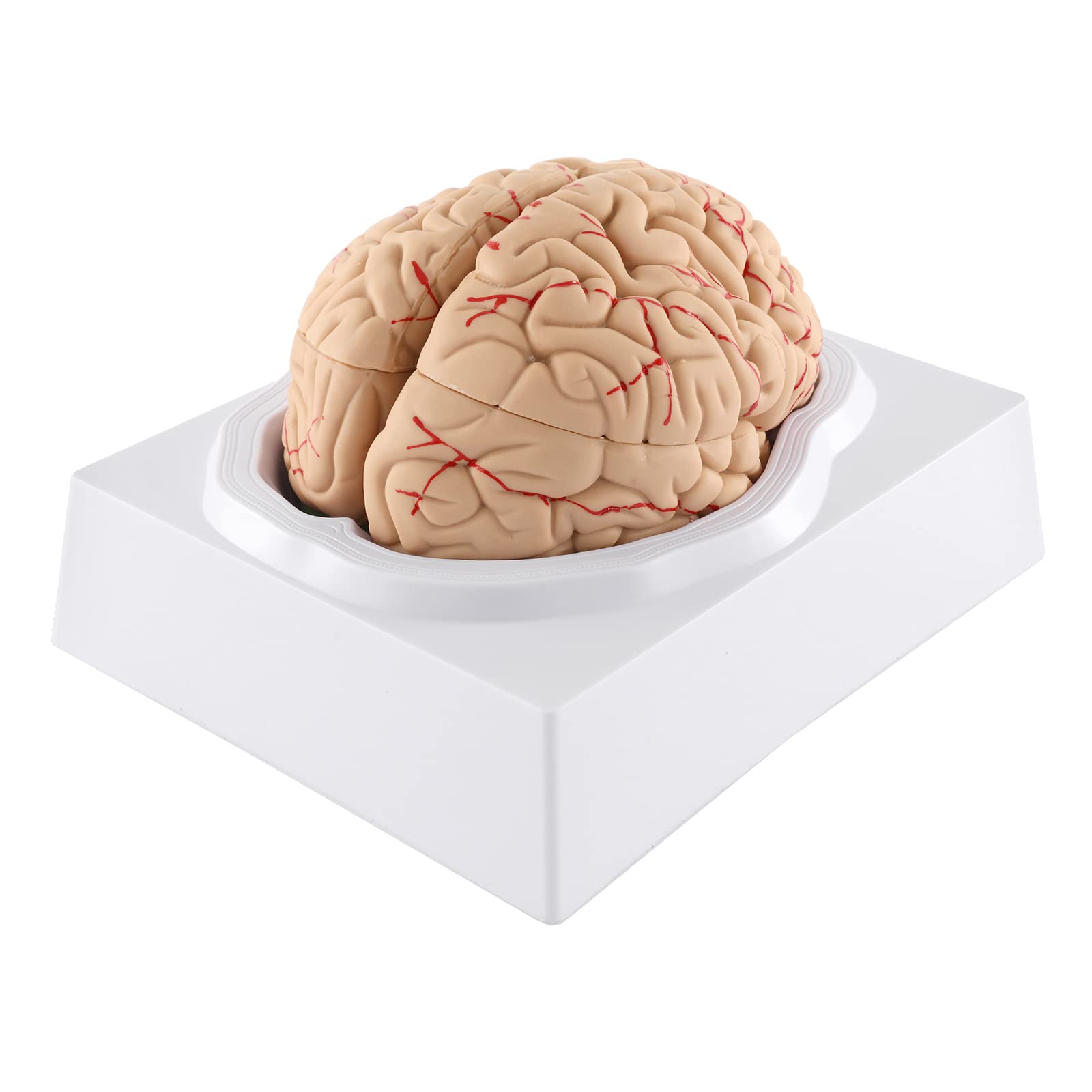 WICHEMI Human Brain Model 9-Part Model of Brain Life Size Brain Anatomy ...