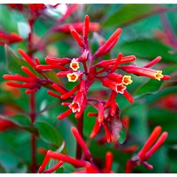 Amazon.com : Scarlet FIREBUSH Live Plant Shrub Hamelia Patens Florida ...