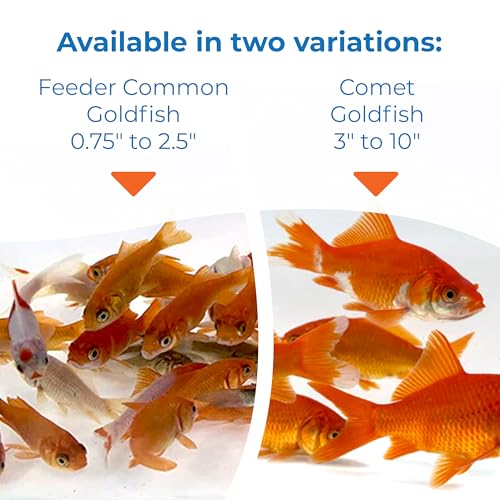 Toledo Goldfish Comet Feeder Goldfish: Live Feeder Goldfish Perfect For ...