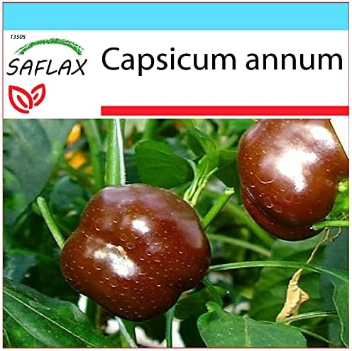 Gift Set - Pepper - Sweet Chocolate x - 10 Seeds - Capsicum annum price ...