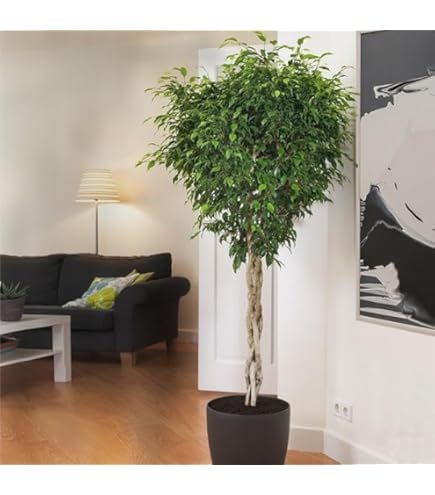 Fig Trees Live Plants Too Little Weeping Fig - Ficus Benjamina - 4 Pot ...
