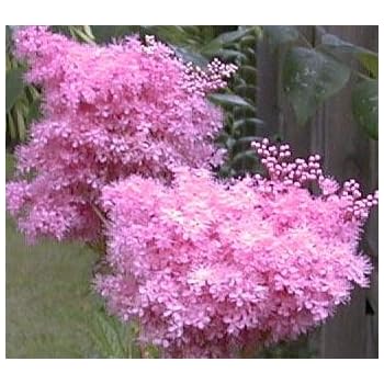 Amazon.com : 40 QUEEN OF THE PRAIRIE Pink Meadowsweet Filipendula Rubra ...