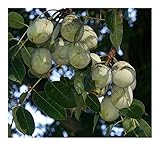 Marula - How to grow plants