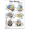 Amazon.com: The Brain External Structure Poster 12 * 17inch, Waterproof ...