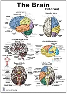 Amazon.com: The Brain External Structure Poster 12 * 17inch, Waterproof ...