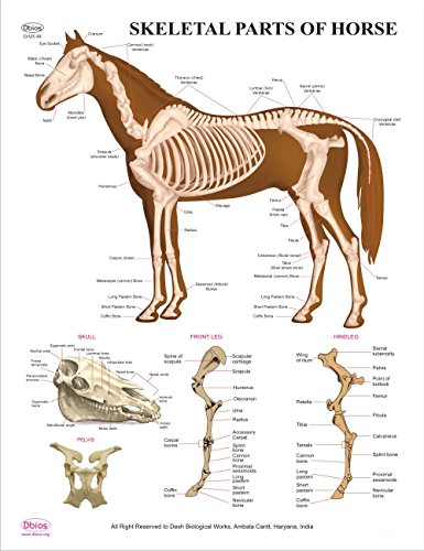 Dbios Educational Digital Printed Skeletal Parts Of Ox Anatomy Wall ...