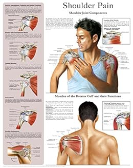 Shoulder Pain e-chart: Quick reference guide - Kindle edition by HC ...