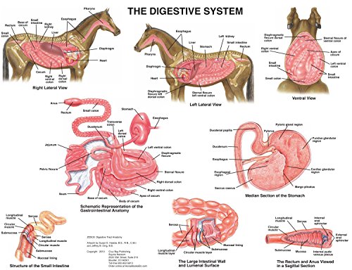 Digestive System Of A Horse Diagram Digestive Tract Understa