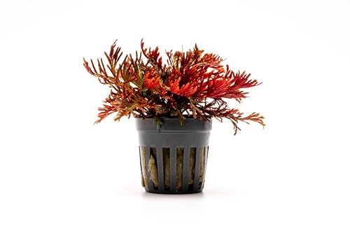 SubstrateSource Live Terrarium Plants - Spikey Moss for Terrariums ...