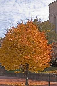 Amazon.com : Fern Leaf Beech - Fagus sylvatica 'Asplenifolia' - 2 Year ...
