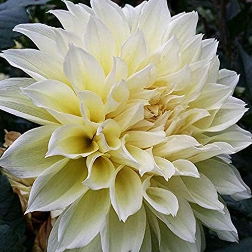 Dahlia 2 Pcs Water Lily Shape Large Cream Yellow Flowers Dinner Plate ...