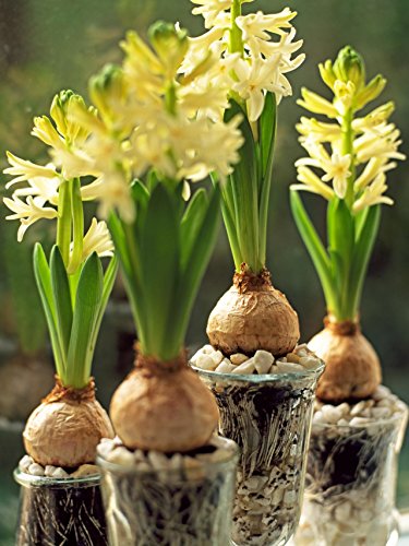 11 Yellow Spring Flowers To Make Your Garden Pop