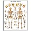 Skeletal System Anatomical Chart - LAMINATED - Human Skeleton Anatomy ...