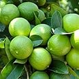 Amazon.com : Dwarf Key Lime Tree Live Plants for Growing Outdoors, 1 to ...