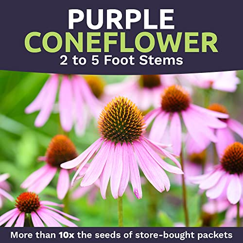 Purple Coneflower Seeds – Extra Large Packet – Over 3,000 Open ...