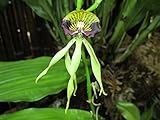 Prosthechea cochleata - How to grow & care