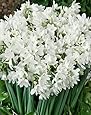 Amazon.com : 10 'Ziva' Paperwhites Flower Bulbs 14/15cm Bulbs ...