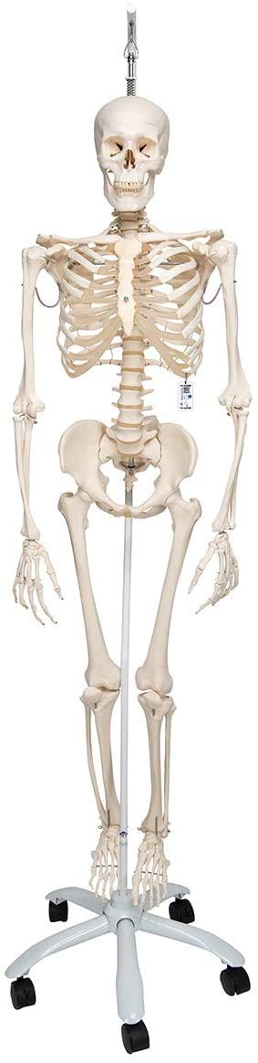 3B Scientific Human Anatomy Skeleton Model Phil – Physiological, On ...