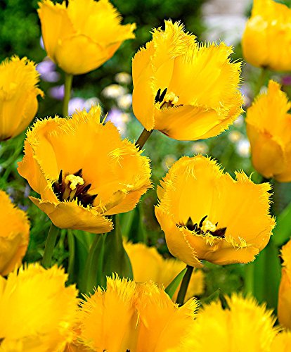 11 Yellow Spring Flowers To Make Your Garden Pop