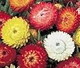 Amazon.com : 100 TALL DOUBLE MIXED COLORS STRAWFLOWER Helichrysum ...