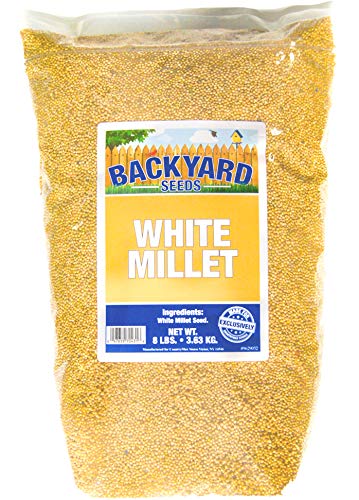 Backyard Seeds White Millet Bird Seed for Finches 8 Pounds (8 Pounds ...