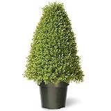 Pre-Lit Boxwood Presents