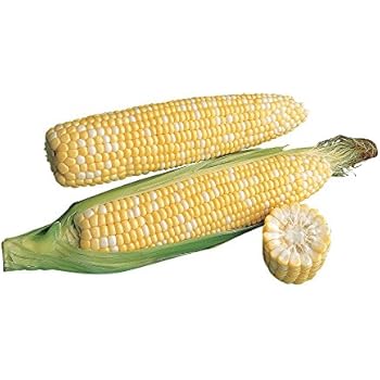 Amazon.com : Bulk Organic Sweet Corn Seeds (1 LB) 2200 Seeds : Garden ...