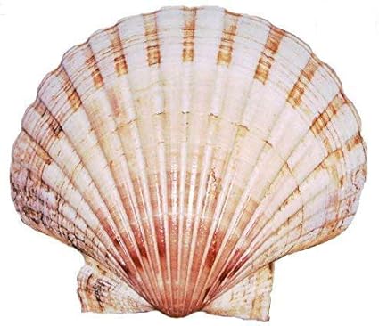 Shell - definition and meaning with pictures | Picture Dictionary & Books