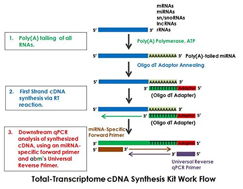 Total-Transcriptoma cDNA Kit de síntesis : Amazon.es: Industria ...