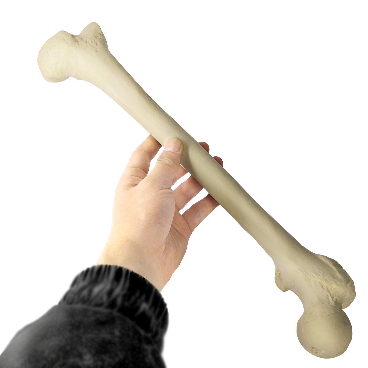 Femur Bone Model Anatomy Femur Bone Model for Medical Teaching Learning ...