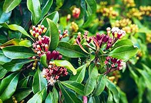 BONOBITHI Clove Plant/Syzygium aromaticum,Plantlavanga, lavang, laumg ...